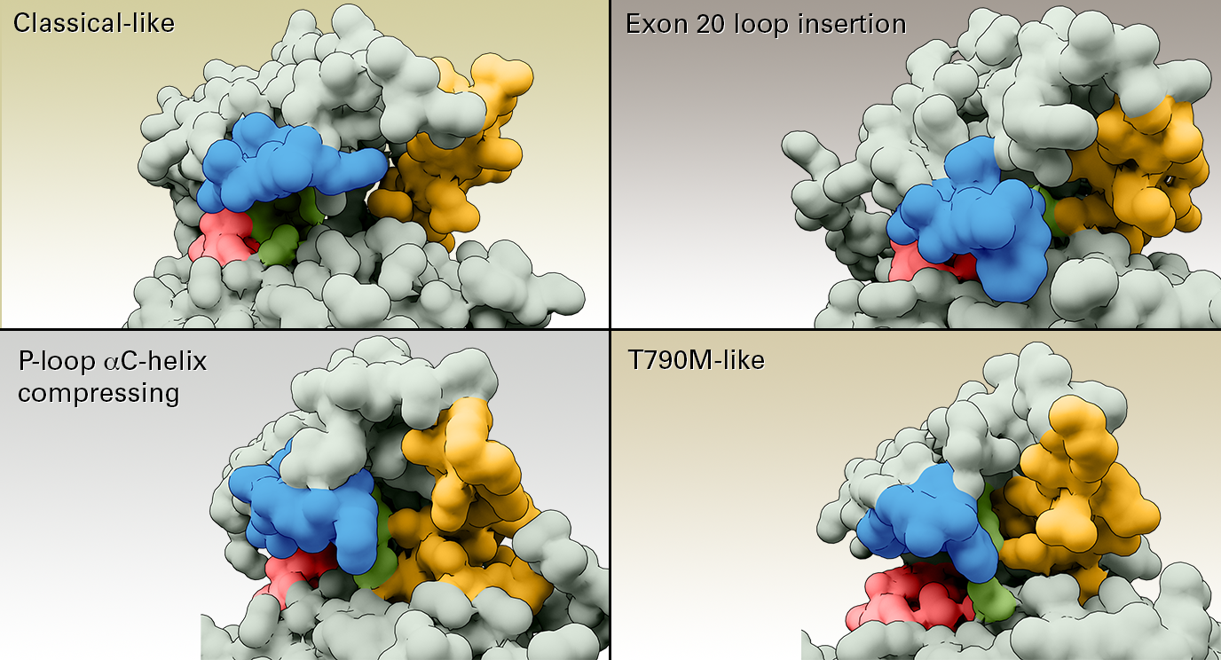 Classifying Egfr Mutations By Structure And Function Offers Better Way To Match Non Small Cell